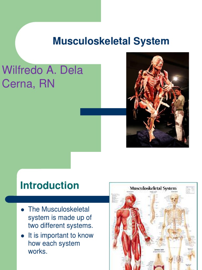 Understanding the Intricate Relationship Between the Musculoskeletal ...
