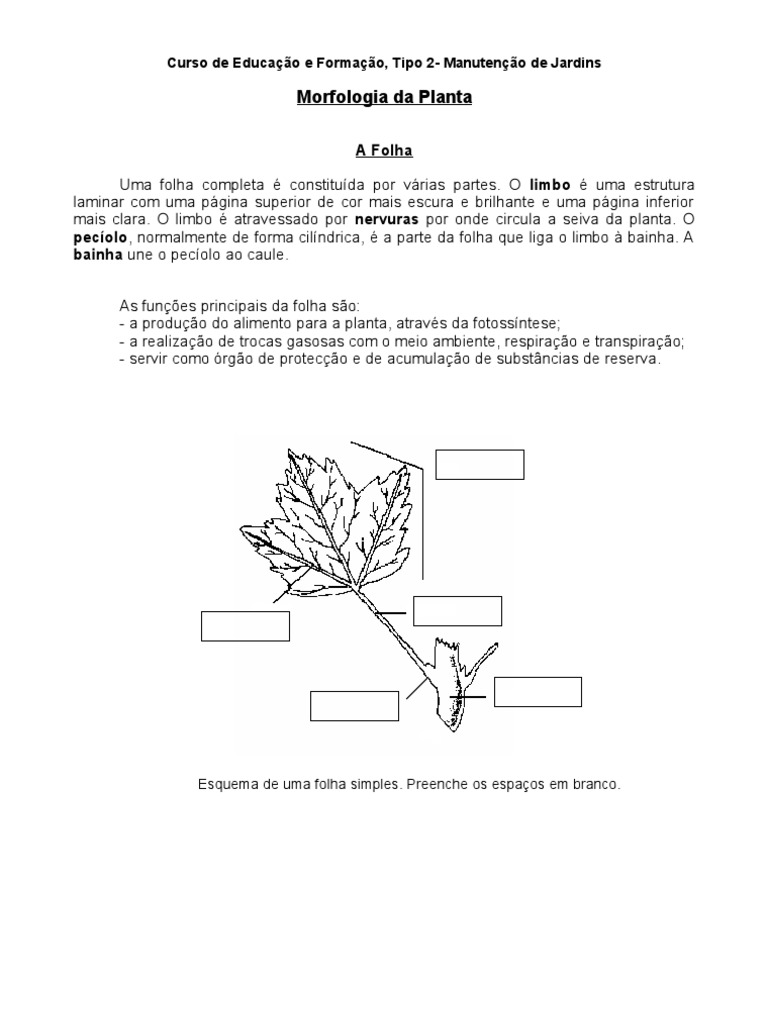 Morfologia e Funções da Folha | PDF | Folha | Áreas da Botânica