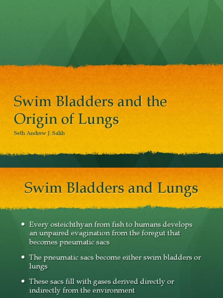 Swim Bladders and Lungs | PDF | Lung | Fish