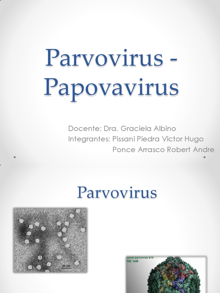 Parvo Virus | PDF | Virus | Rna