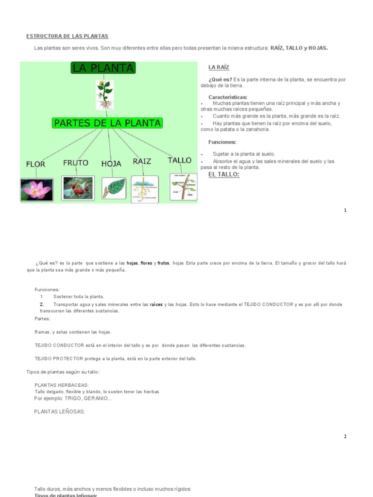 Estructura de Las Plantas | PDF | Tallo de la planta | Raíz