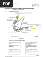Year 8 Breathing and Respiration | PDF | Respiratory System | Breathing