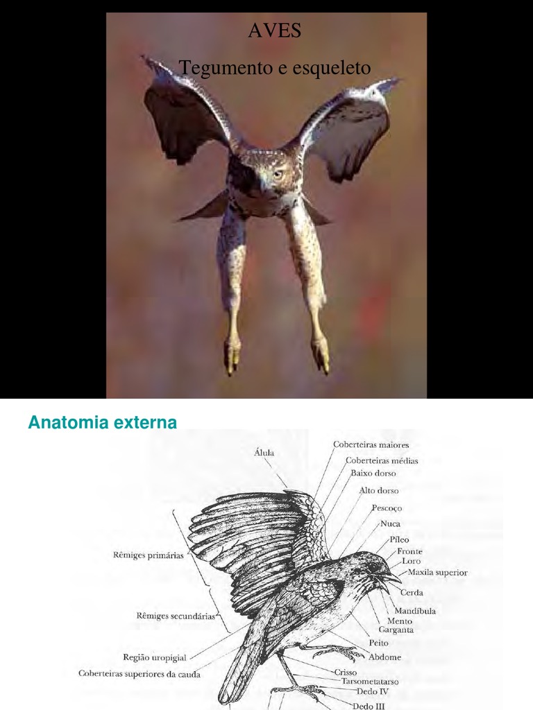 Aves Anatomia 1 | PDF | Pena (pássaro) | Sistema Locomotor