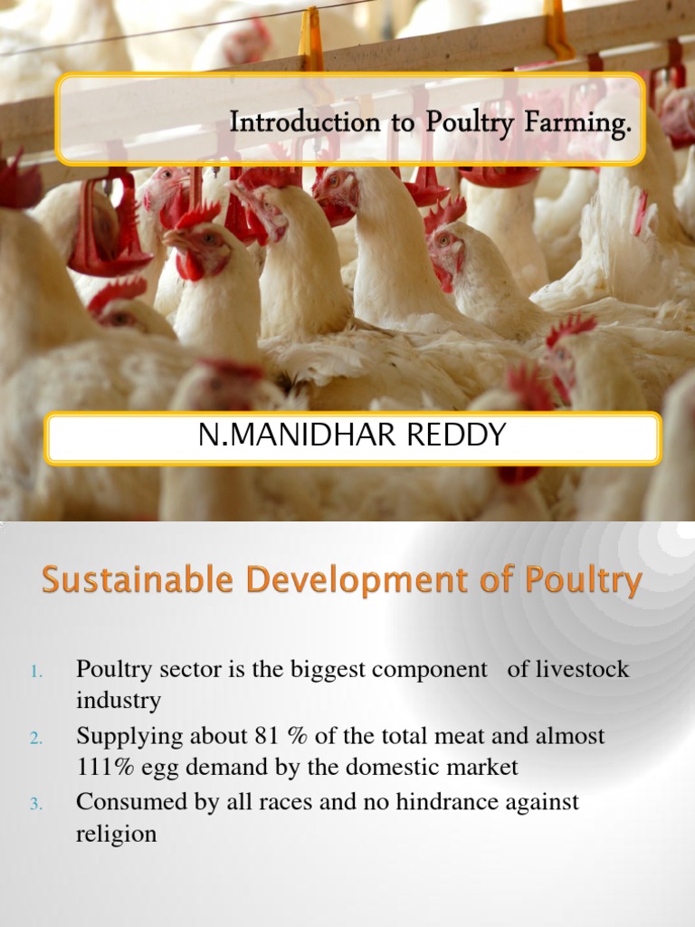 POULTRY.pptx | Meat | Poultry