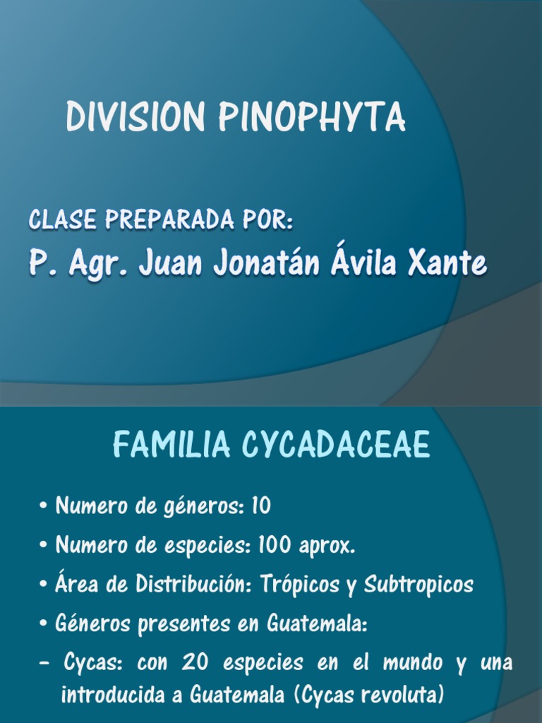 División Pinophyta | PDF | Forma de vida vegetal | Botánica