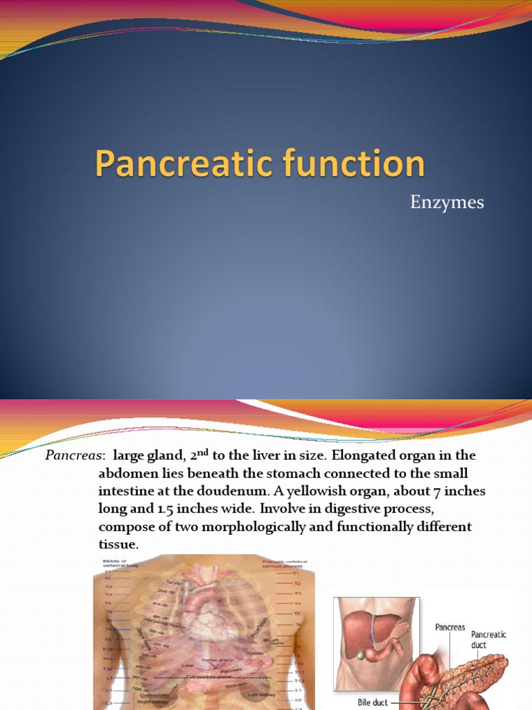 Pancreas -Enzyme and Function | Pancreas | Organ (Anatomy)
