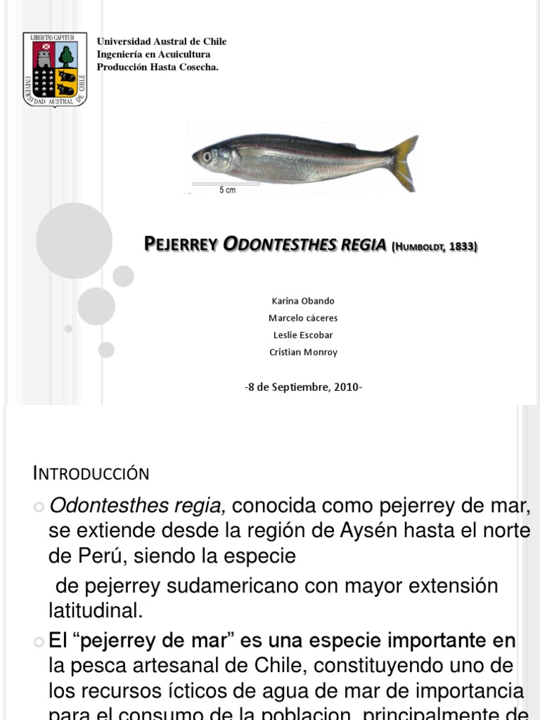 Presentación Pejerrey (Odontesthes regia) | Huevo | Agua