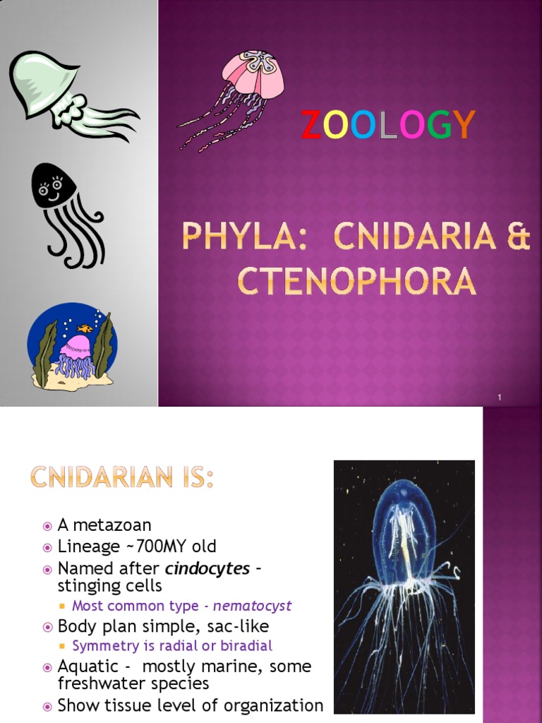 Cnidaria and Ctenophora | Coral | Coral Reef