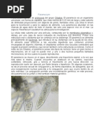 Partes y características del paramecio | PDF | Bioquímica | Química