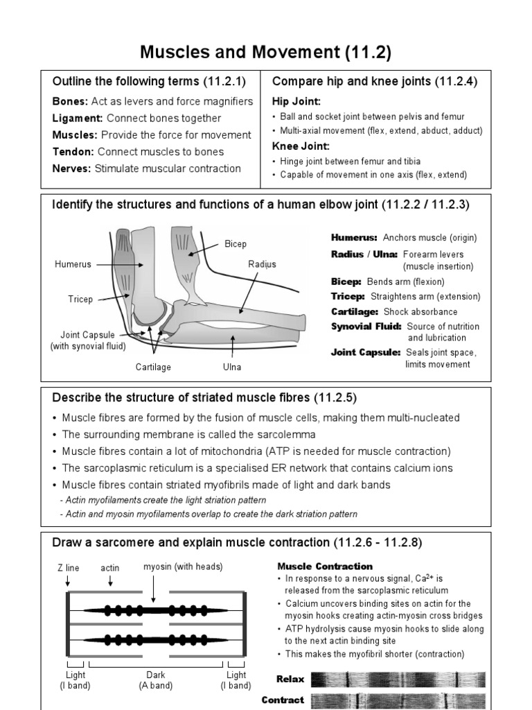 11.2 Muscles and Movement | PDF