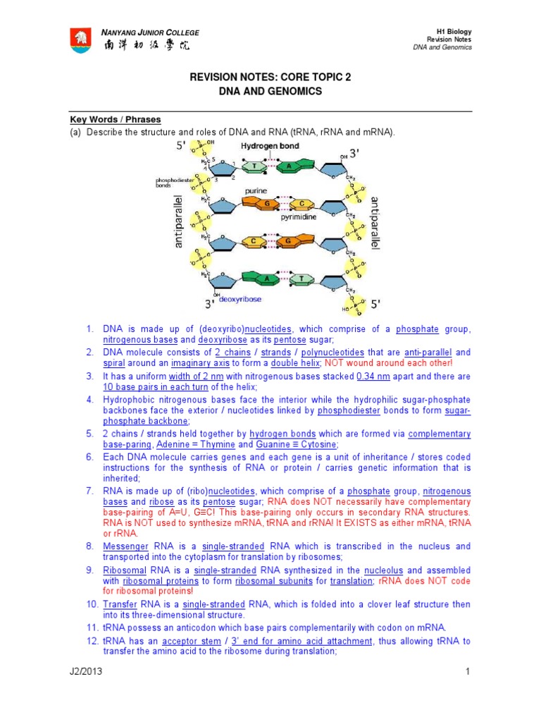 H1 Revision Notes DNA and Genomics | Rna | Dna Replication
