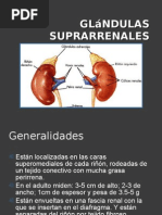 Anatomía y Fisiología de Los Labios. | PDF | Labio | Piel