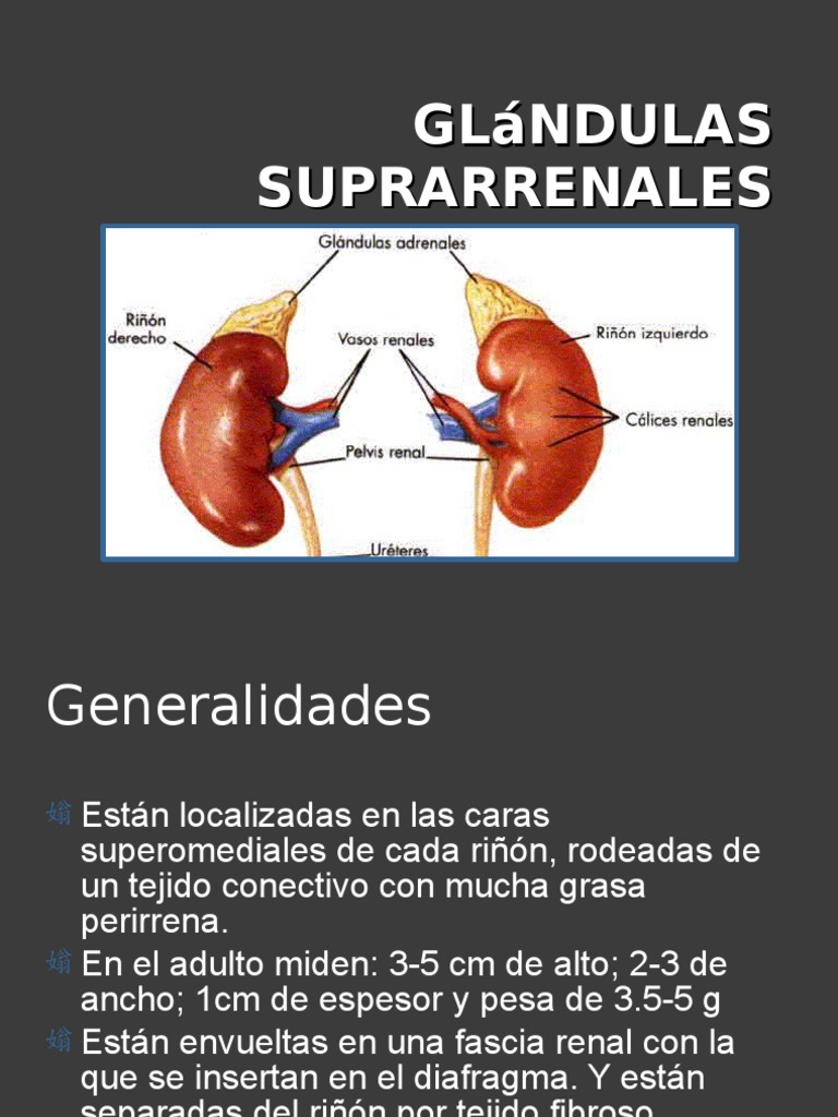 Glándulas Suprarrenales | PDF | Glándula suprarrenal | Riñón