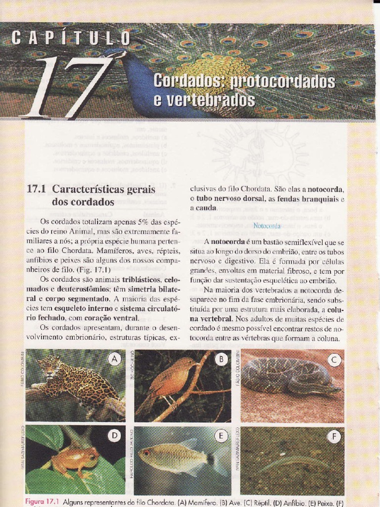 Cap.17 Cordados Protocordados e Vertebrados | PDF | Ventrículo (coração ...