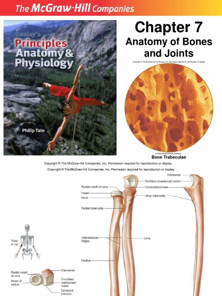 Skeletal System Lecture Part 2 | PDF | Anatomical Terms Of Motion | Pelvis