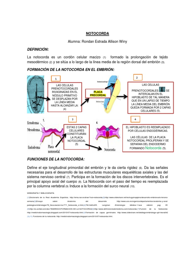 NOTOCORDA | PDF | Ciencias sociales | Ciencia y matemáticas