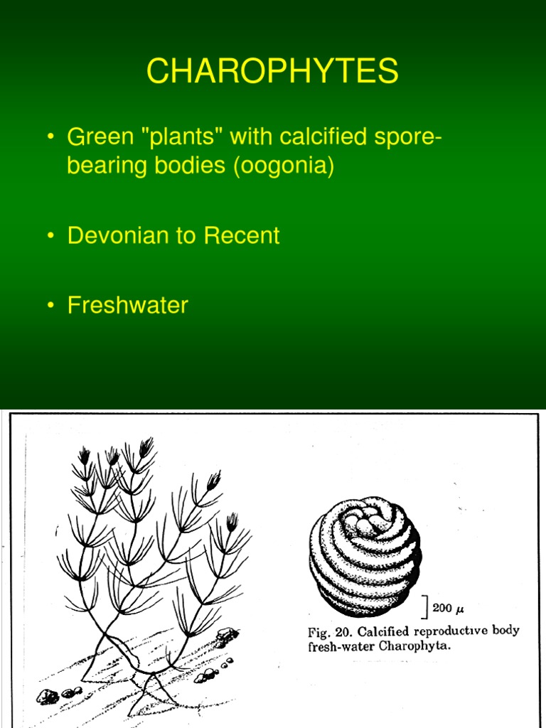Carbonates 06, Charophytes | PDF