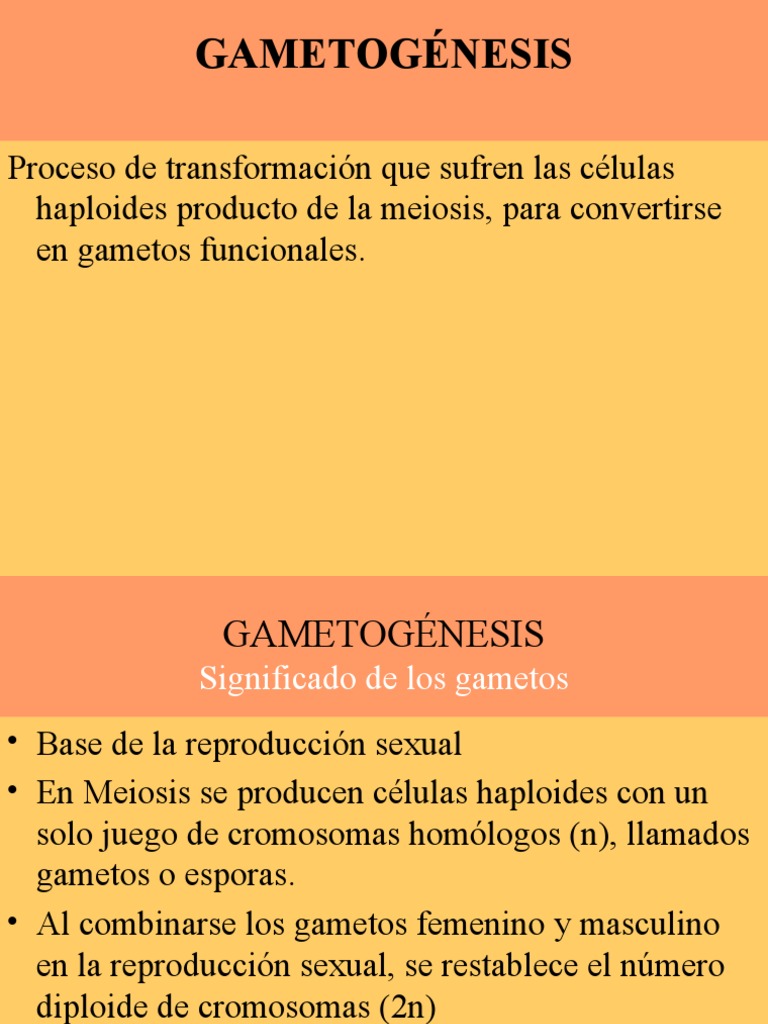 Gametogénesis | PDF