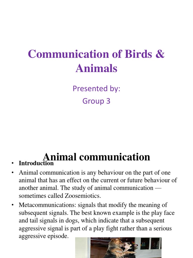 Presentation On Animal Communication | PDF | Elephant | Birds