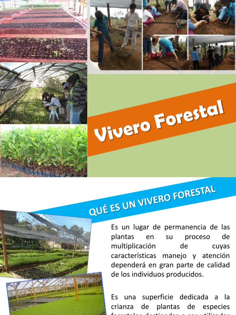 Qué Es Un Vivero Forestal | PDF | Agricultura | Suelo