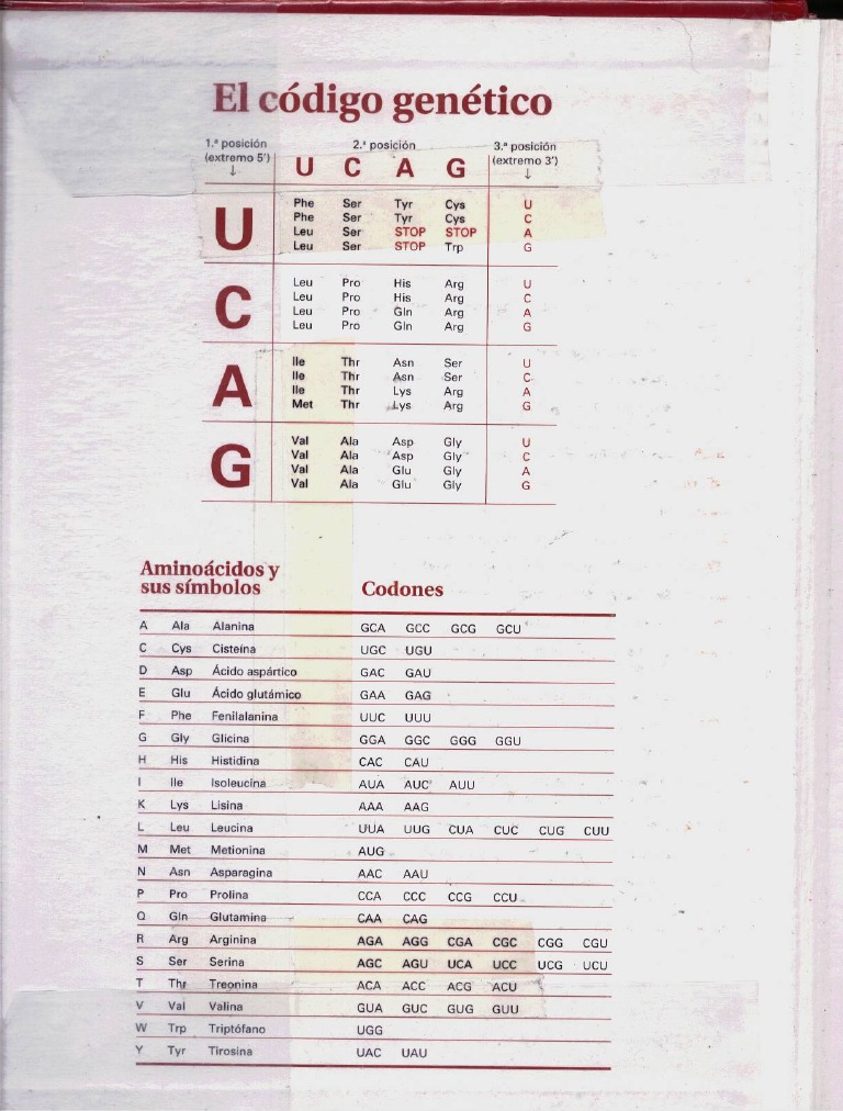 El Código Genético. Aminoácidos, Sus Símbolos y Codones | PDF