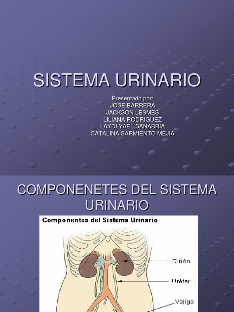PRESENTACION SISTEMA URINARIO.ppt | Vejiga urinaria | Sistema urinario | Prueba gratuita de 30 ...