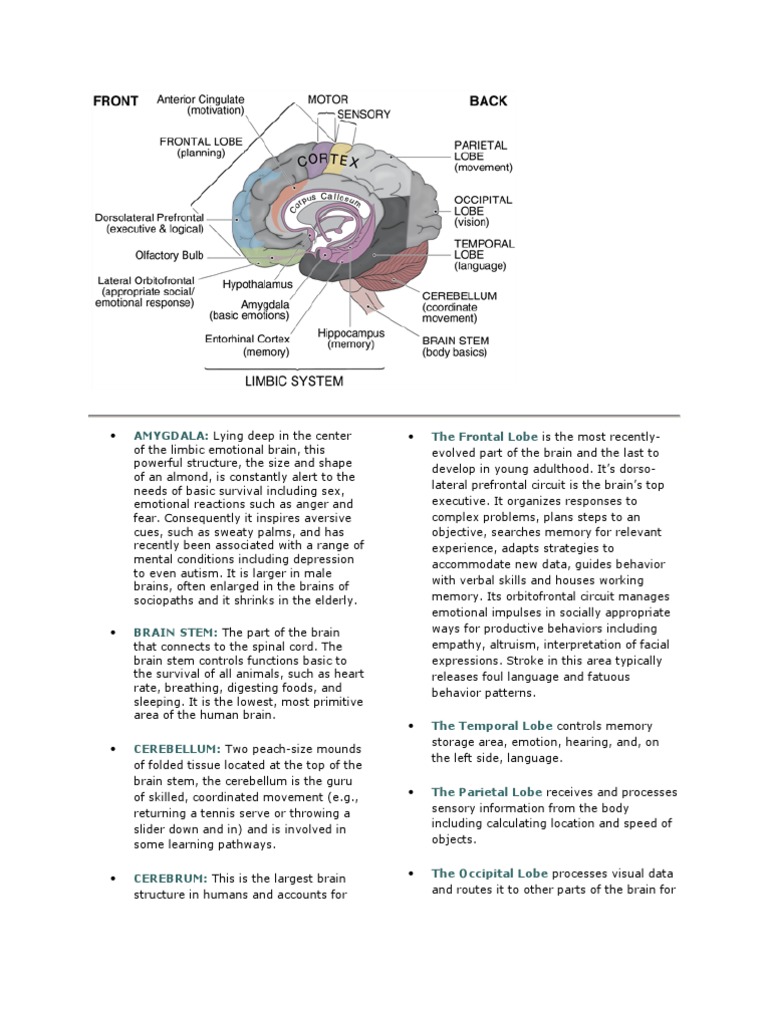 Brain and Its Functions | PDF | Cerebrum | Thalamus