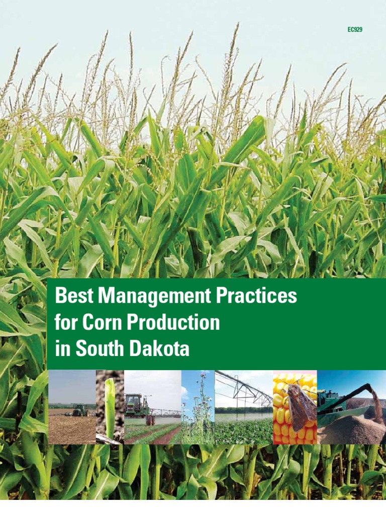 Corn Planting Best Practises | PDF | Seed | Soil