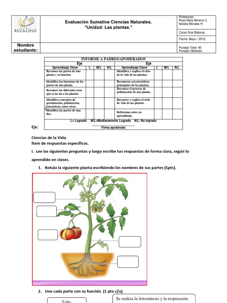 Evaluacion Cienciasnat 3ros Unidad Plantas | Germinación | Plantas
