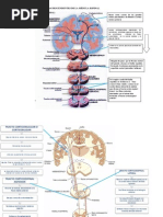 Tacto Protopático y Epicrítico KNP | PDF | Piel | Neurobiología