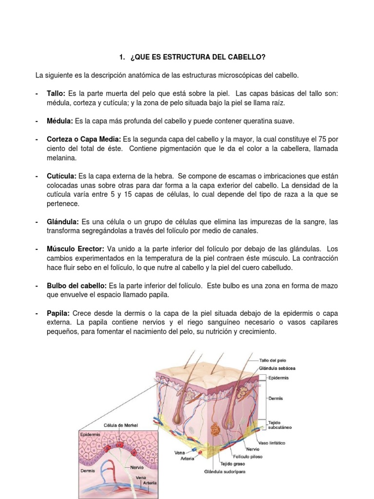 Estructura y partes del cabello | PDF | Pelo | Piel