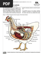 Bird Digestive System | PDF | Digestion | Gastrointestinal Tract