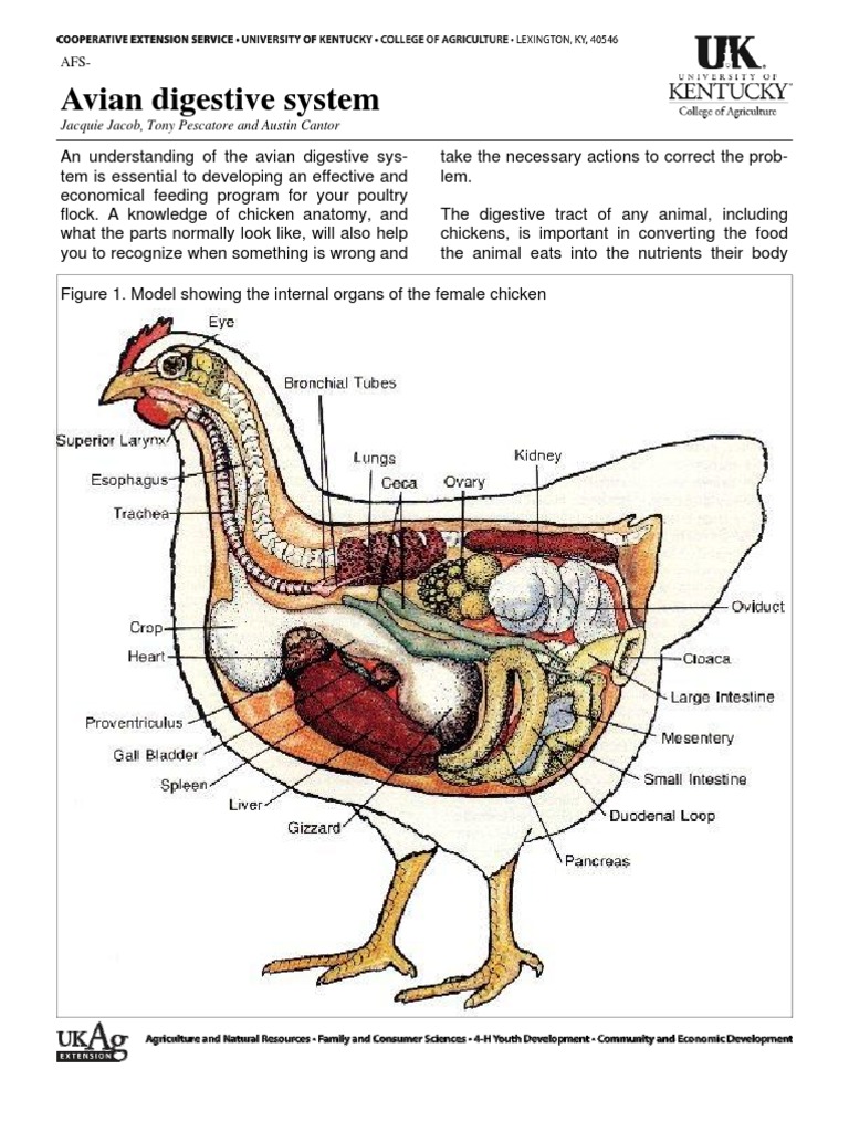 Chicken Digestive System Anatomy