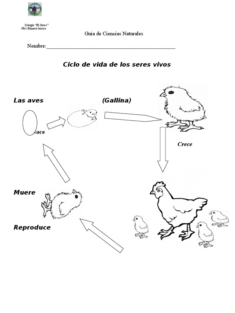 Ciclo de Vida de Seres Vivos para Niños | PDF | Ciencia y matemáticas
