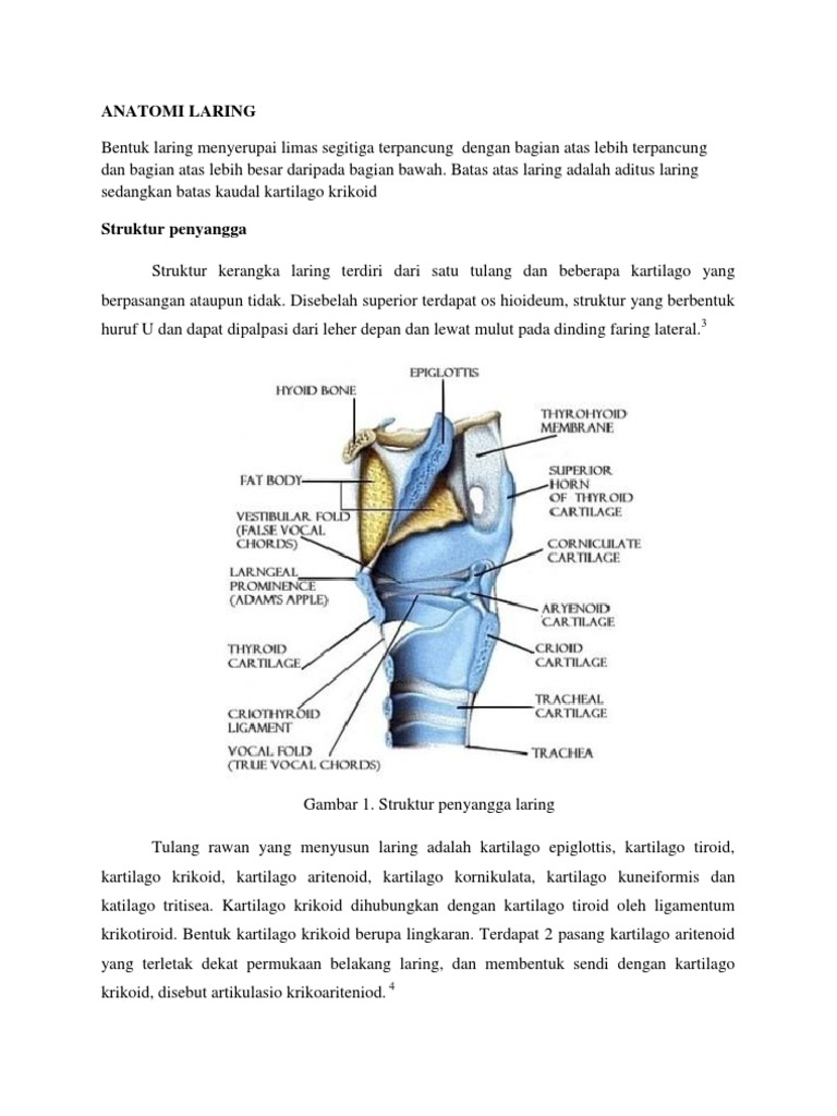 Anatomis dan Fisiologi Laring Manusia | PDF | Kesehatan Holistik ...