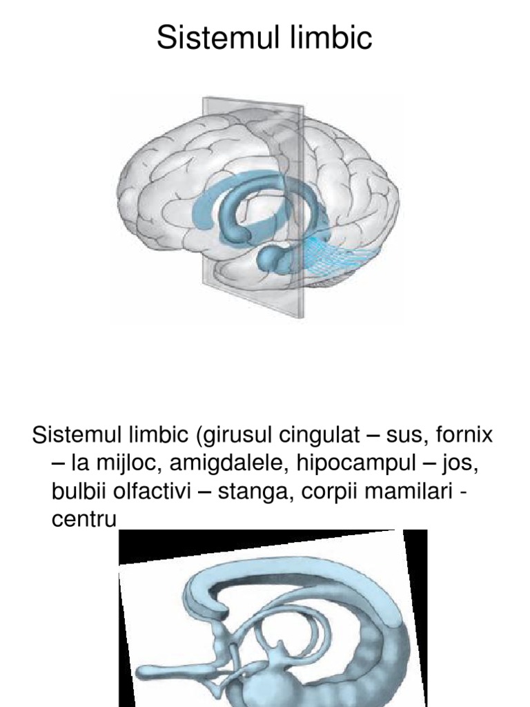 Sistemul Limbic Si Diencefalul