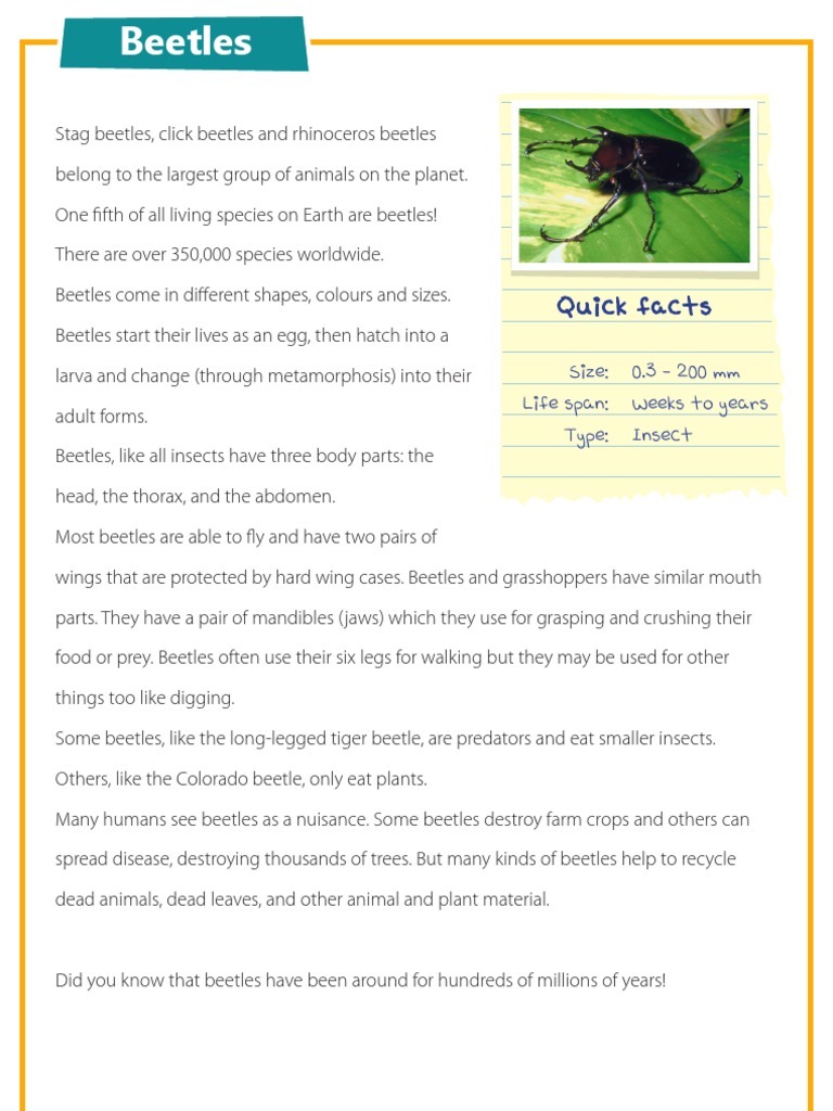 Beetles - Reading Comprehension | PDF | Beetle | Insects