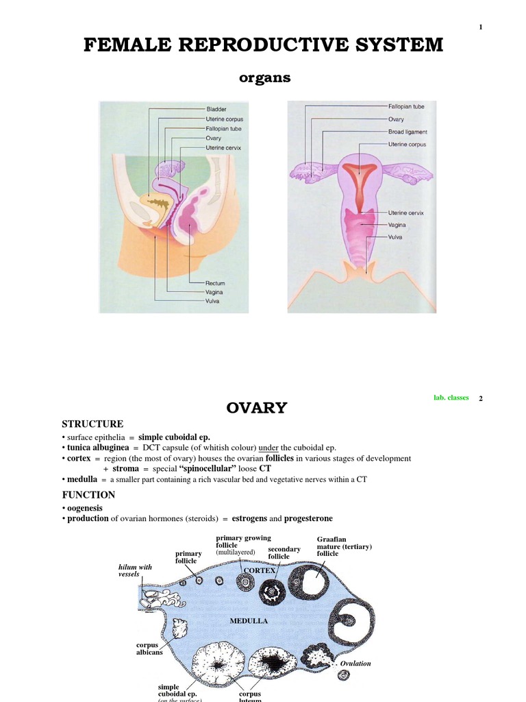 Female Reproductive System | PDF | Menstrual Cycle | Ovary