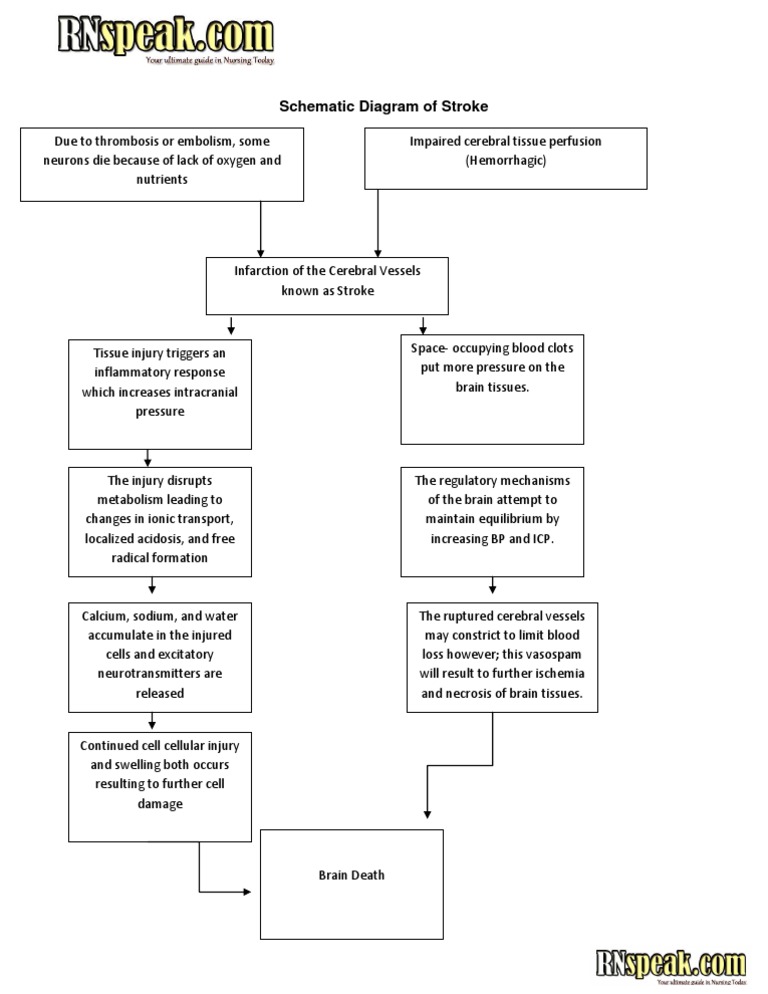 Schematic Diagram of Stroke | PDF | Stroke | Thrombosis