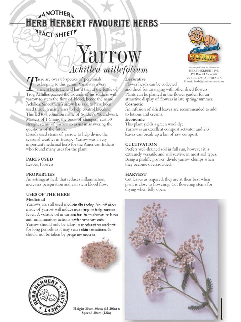 Yarrow: ERB Erbert Favourite Herbs | PDF