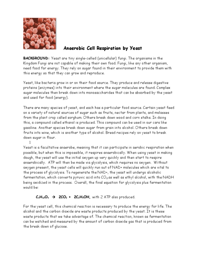 Yeast Cellular Respiration Experiment | PDF | Yeast | Cellular Respiration