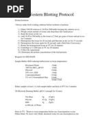 LiCor Western Blot Protocol Guide | PDF