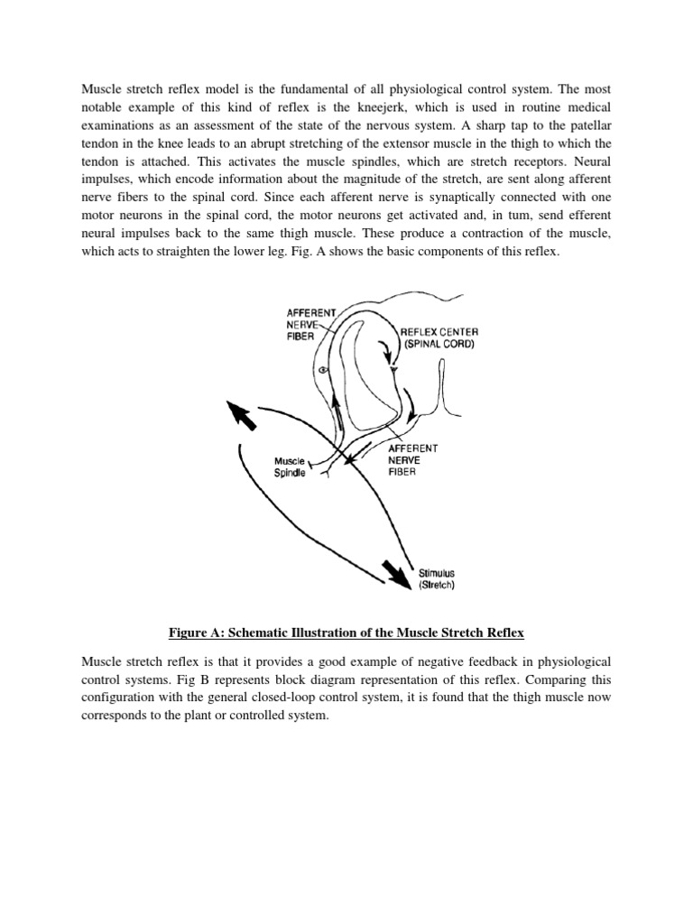 Muscle Stretch Reflex Model Is The Fundamental of All Physiological ...