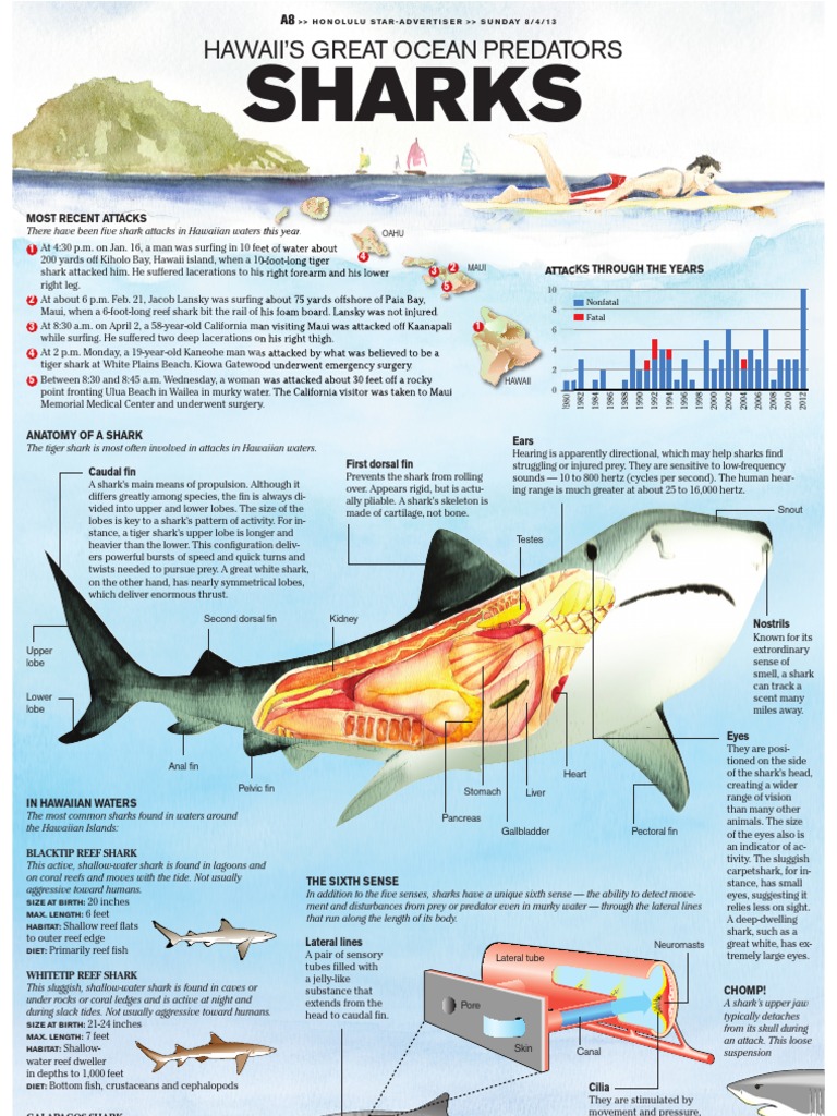 Hawaii's Great Ocean Predators: Sharks | PDF | Sharks | Coral Reef