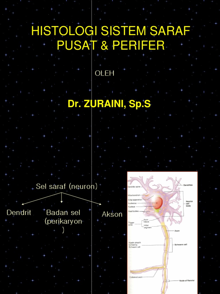 Histologi Sistem Saraf Pusat & Perifer | PDF