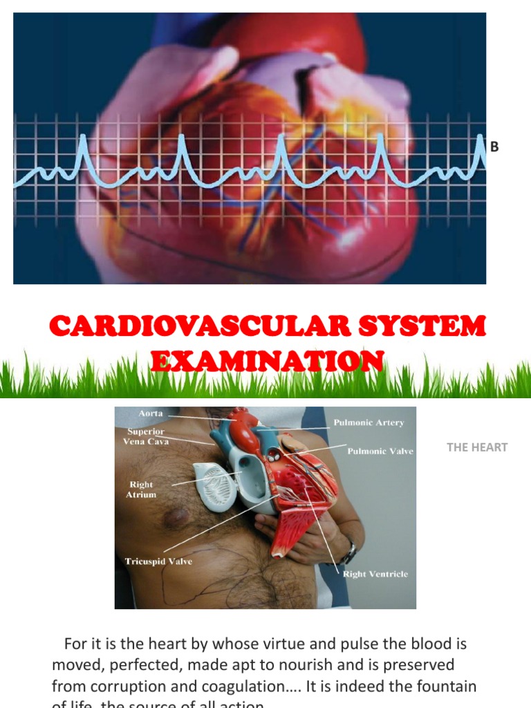 Cardiovascular Examination | PDF | Cardiology | Cardiovascular Diseases