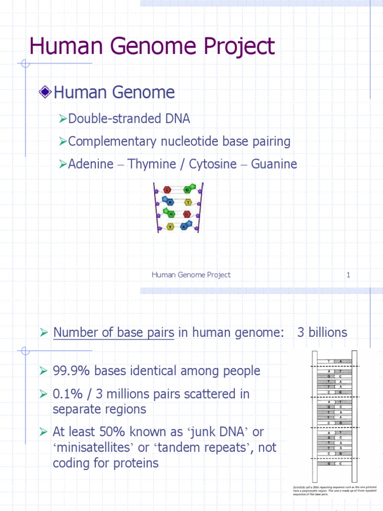 Genome | PDF | Human Genome | Dna