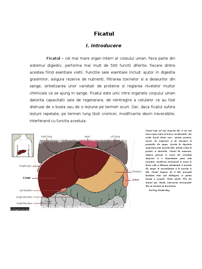 4855699-Ficat-anatomie