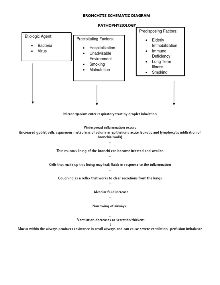 Bronchitis Pathophysiology | PDF