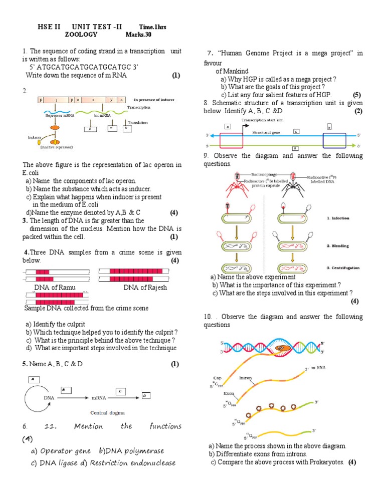 Class 12 Molecular Inheritance Test Paper | PDF